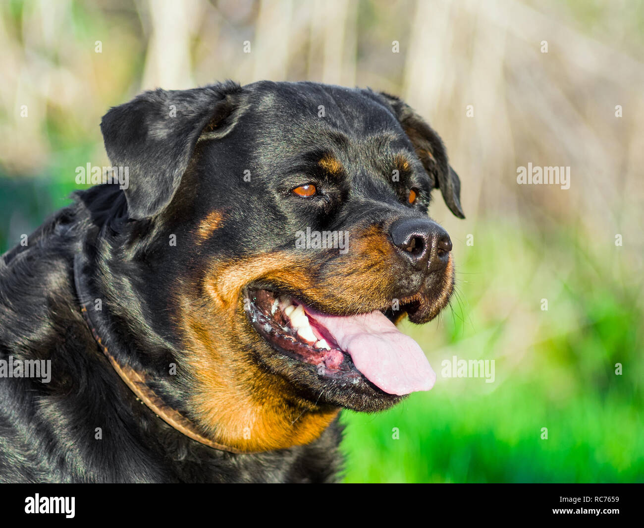 Rottweiler aggressive -Fotos und -Bildmaterial in hoher Auflösung – Alamy