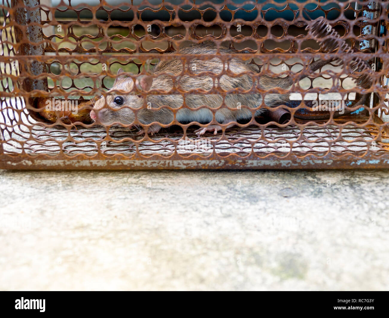 Gefangene ratten -Fotos und -Bildmaterial in hoher Auflösung – Alamy