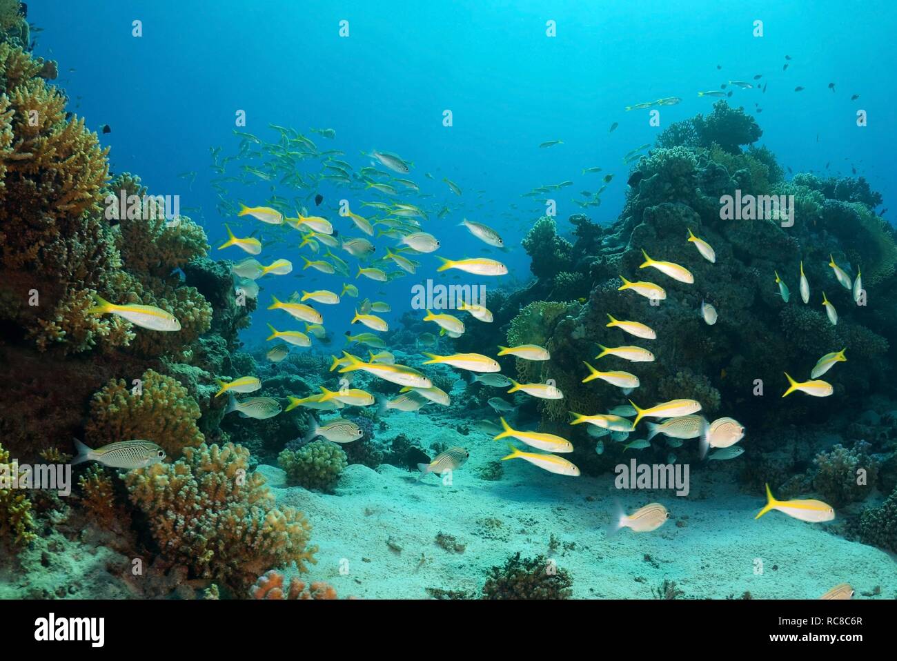 Gelbflossenthunfisch mulloidichthys vanicolensis -Fotos und ...