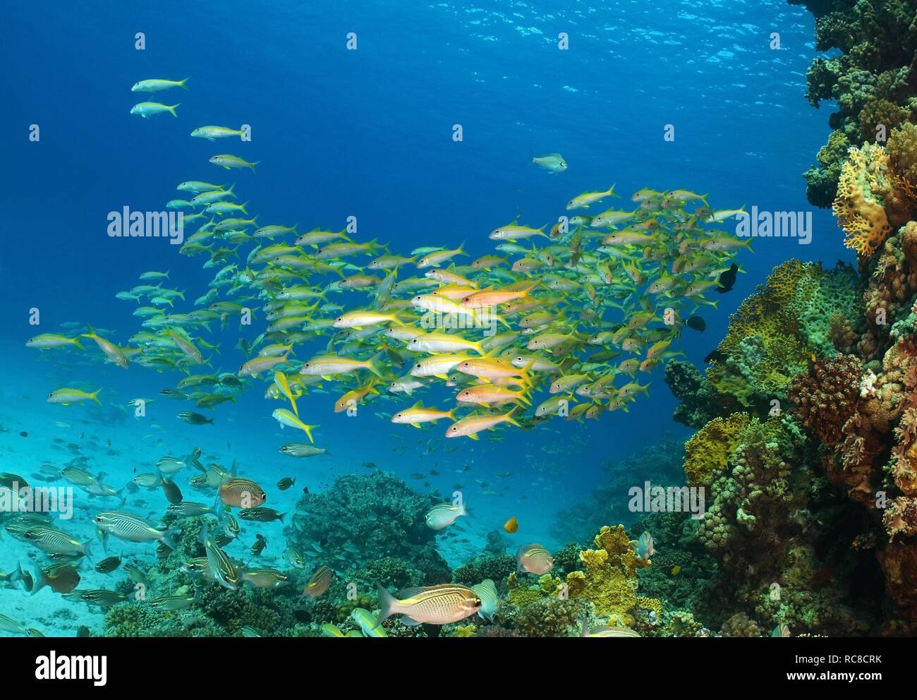 Gelbflossenthunfisch mulloidichthys vanicolensis -Fotos und ...