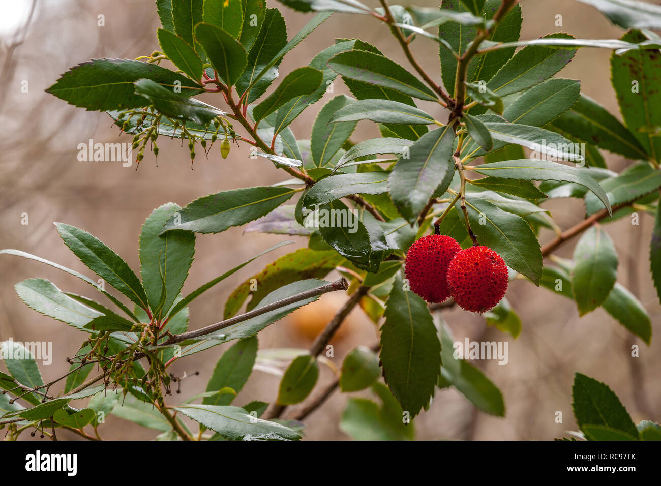 Red Arbutus Berries Arbutus Unedo Stockfotos und -bilder Kaufen - Alamy