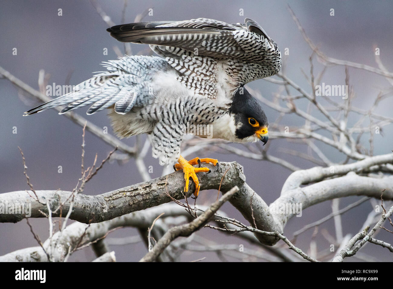 Bird wing stretch -Fotos und -Bildmaterial in hoher Auflösung – Alamy