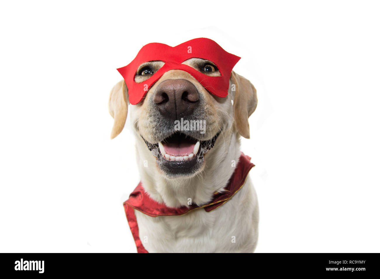 Superhero puppy -Fotos und -Bildmaterial in hoher Auflösung – Alamy