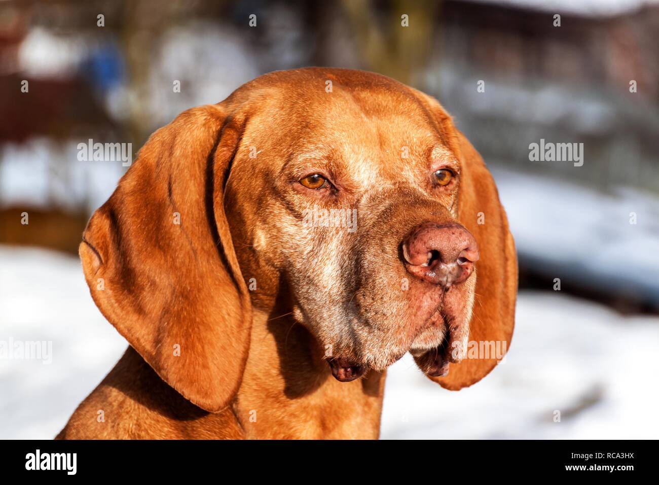 Kurzhaarige ungarische zeiger -Fotos und -Bildmaterial in hoher ...