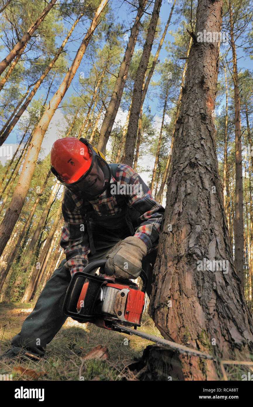 Trees feller -Fotos und -Bildmaterial in hoher Auflösung – Alamy