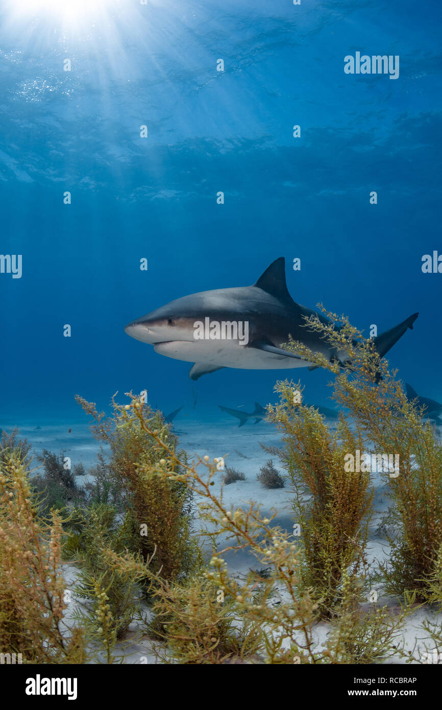 Sargassum strandsand -Fotos und -Bildmaterial in hoher Auflösung – Alamy