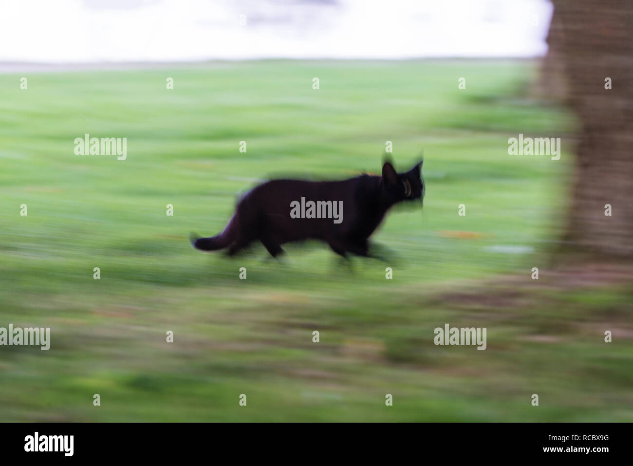 Rennende katze -Fotos und -Bildmaterial in hoher Auflösung – Alamy