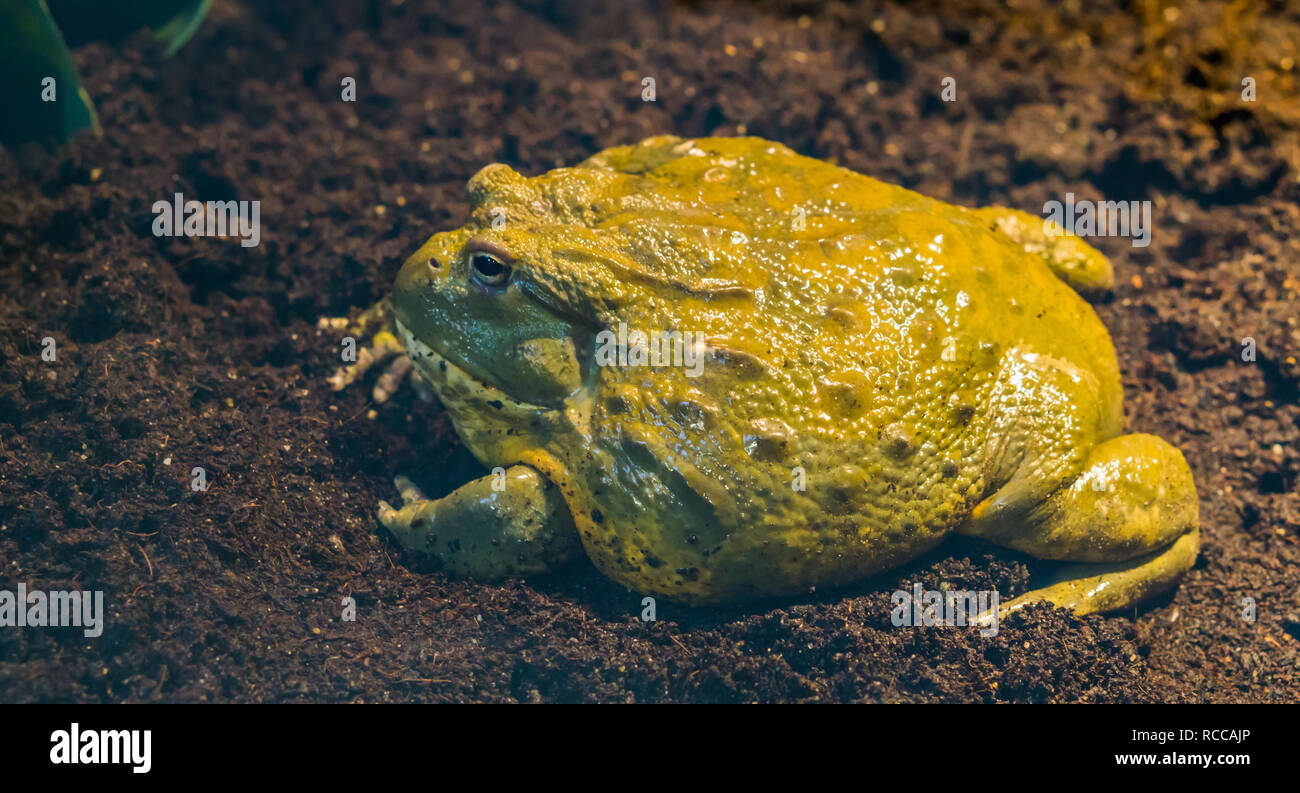 African Bullfrogs Stockfotos und -bilder Kaufen - Alamy