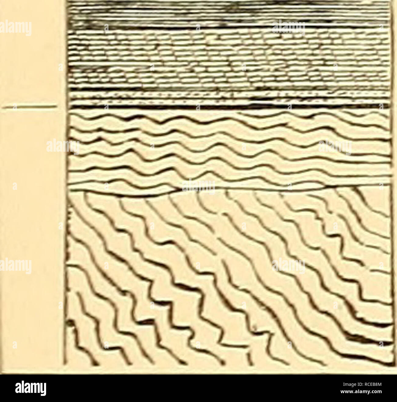 . Die Dinosaurier von Nordamerika. Dinosaurier. Hering^ aurus Betten ...