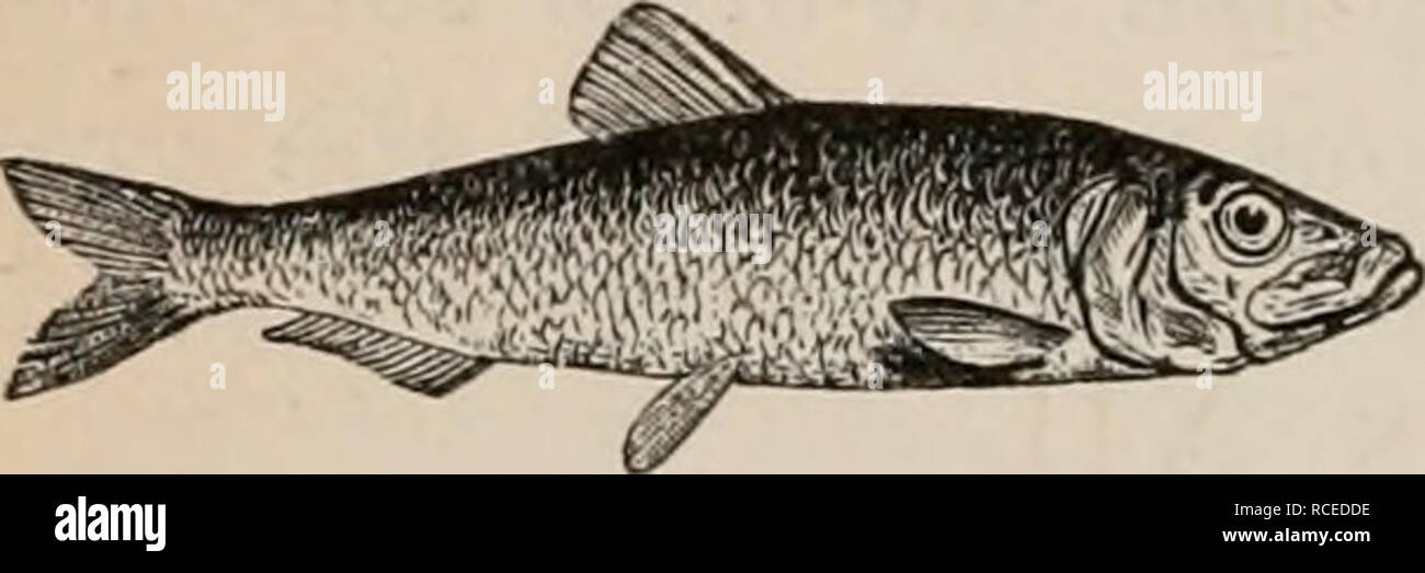 . Elemente der zoölogy: ein Lehrbuch. Zoologie. 278 VERTEBRATA: Fische ...