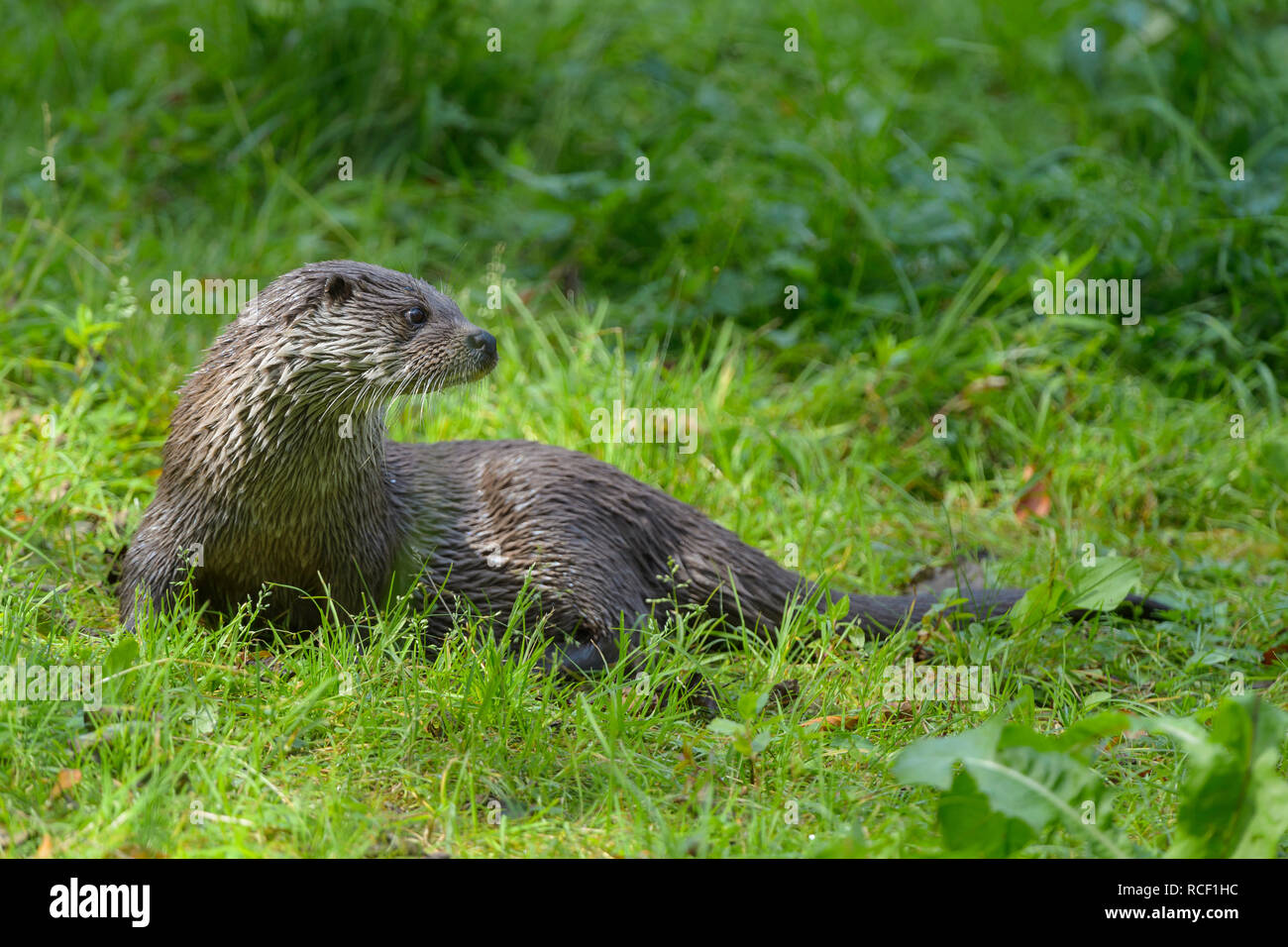 European otter lutra lutra germany -Fotos und -Bildmaterial in hoher Auflösung – Alamy