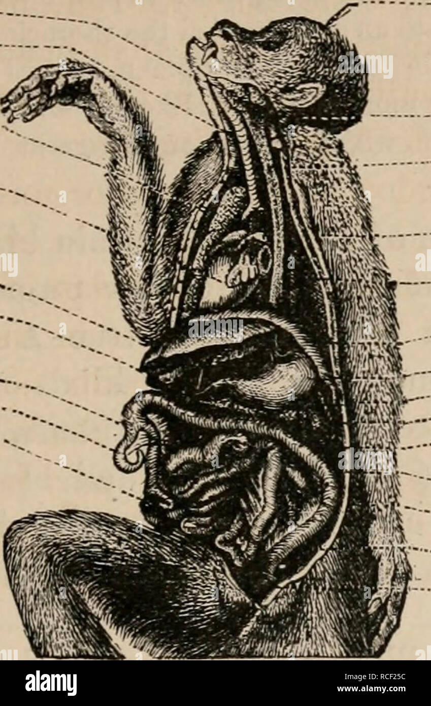 Lymphatische ganglien -Fotos und -Bildmaterial in hoher Auflösung – Alamy