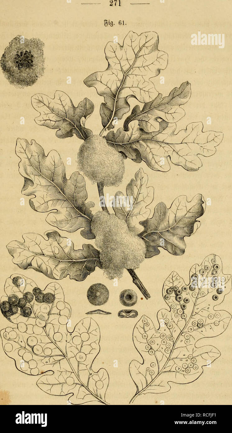 . Die thiere des Waldes. Zoologie; Zoologie; Wald Tiere. a. ® oUen üauf ...