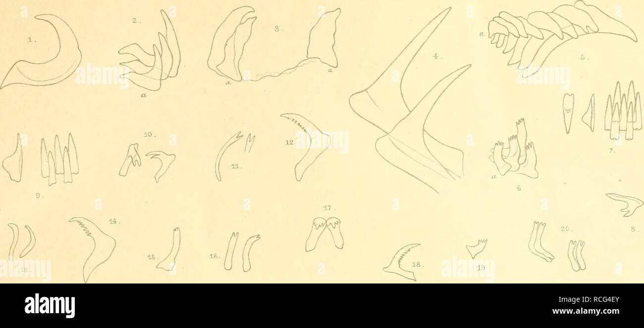 . Sterben der Opisthobranchiata Siboga-Expedition. Opisthobranchia ...