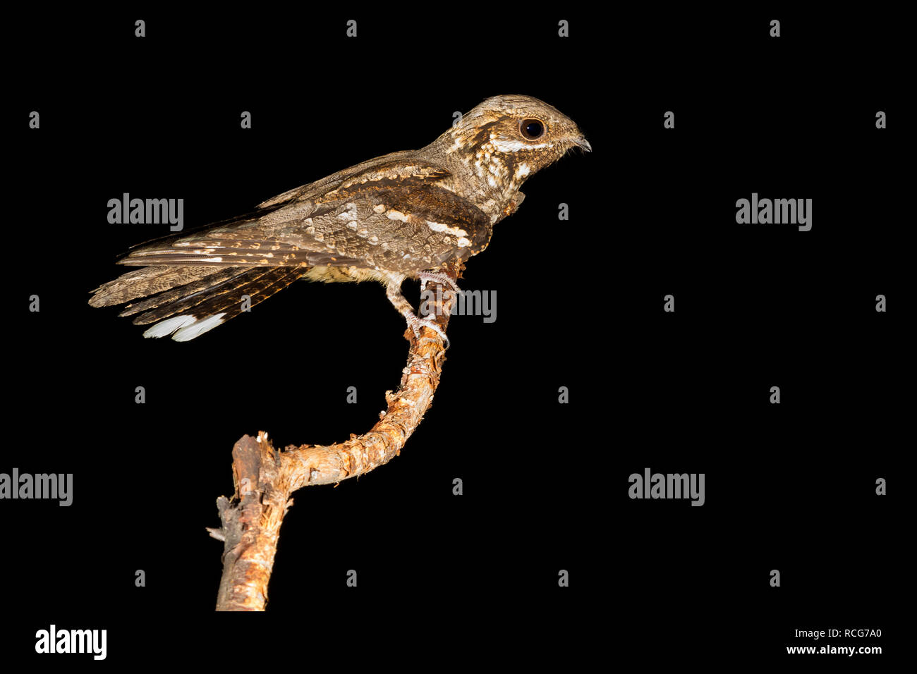 European Nightjar Caprimulgus Europaeus Stockfotos und -bilder Kaufen - Alamy