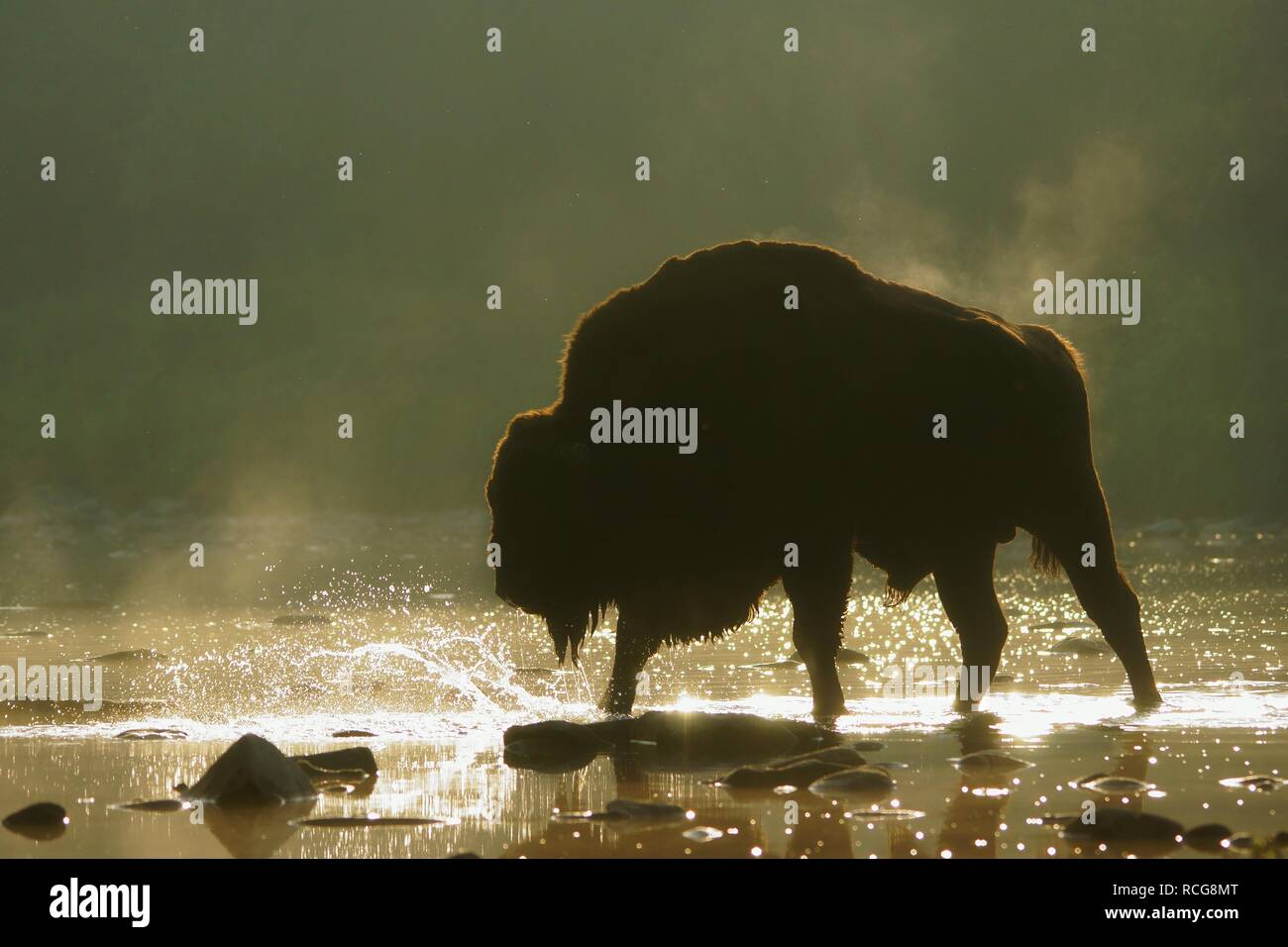 Bison Silhouette Stockfotos und -bilder Kaufen - Alamy