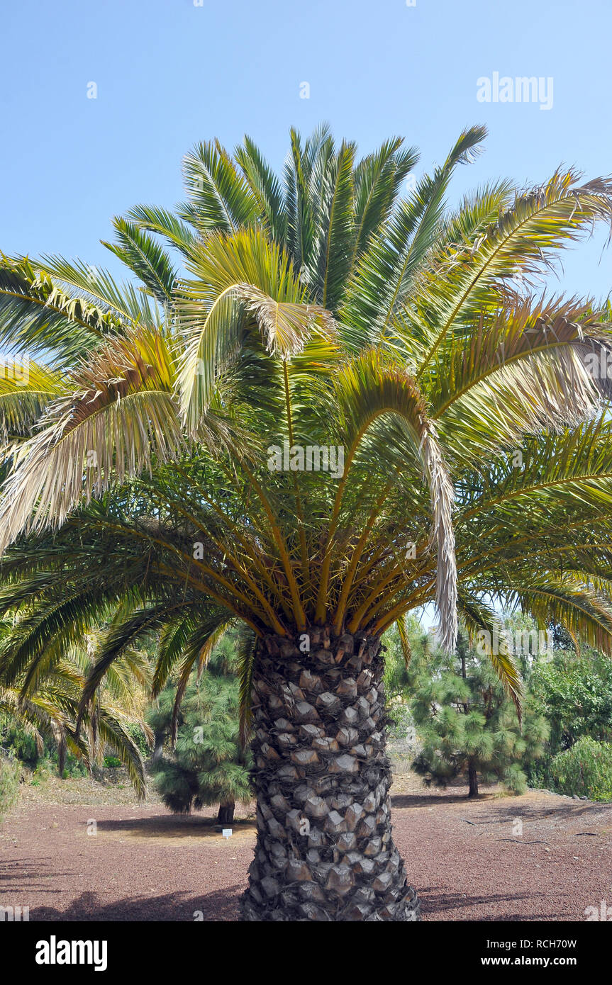 Ananas Palme Stockfotos und -bilder Kaufen - Alamy