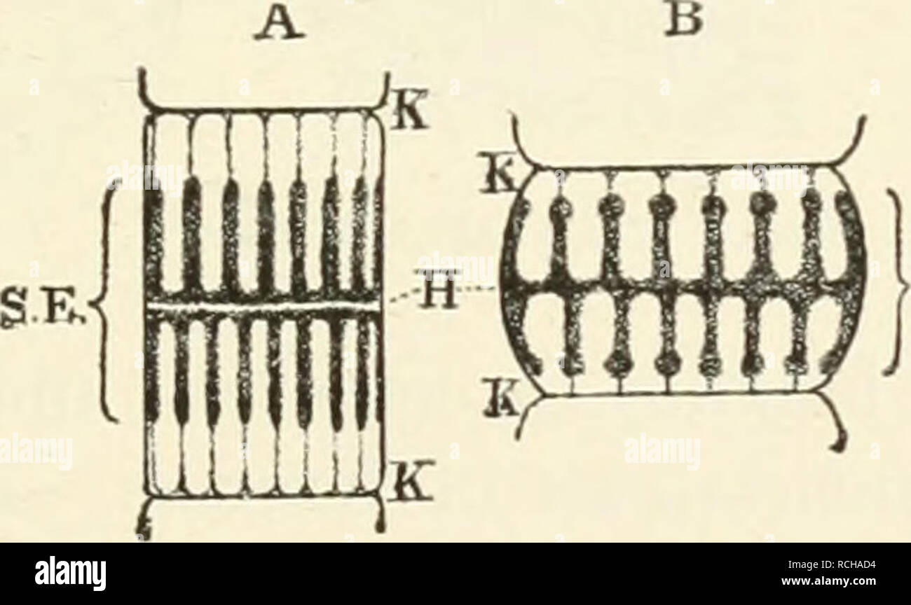 Falcon pectoral -Fotos und -Bildmaterial in hoher Auflösung – Alamy