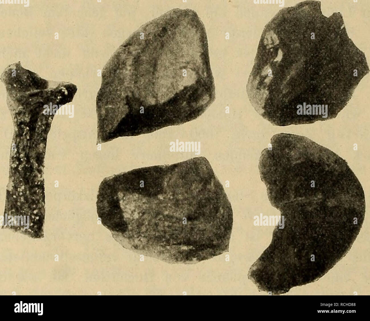 . Pithecanthropus-Schichten in Java sterben. Geologische und ...