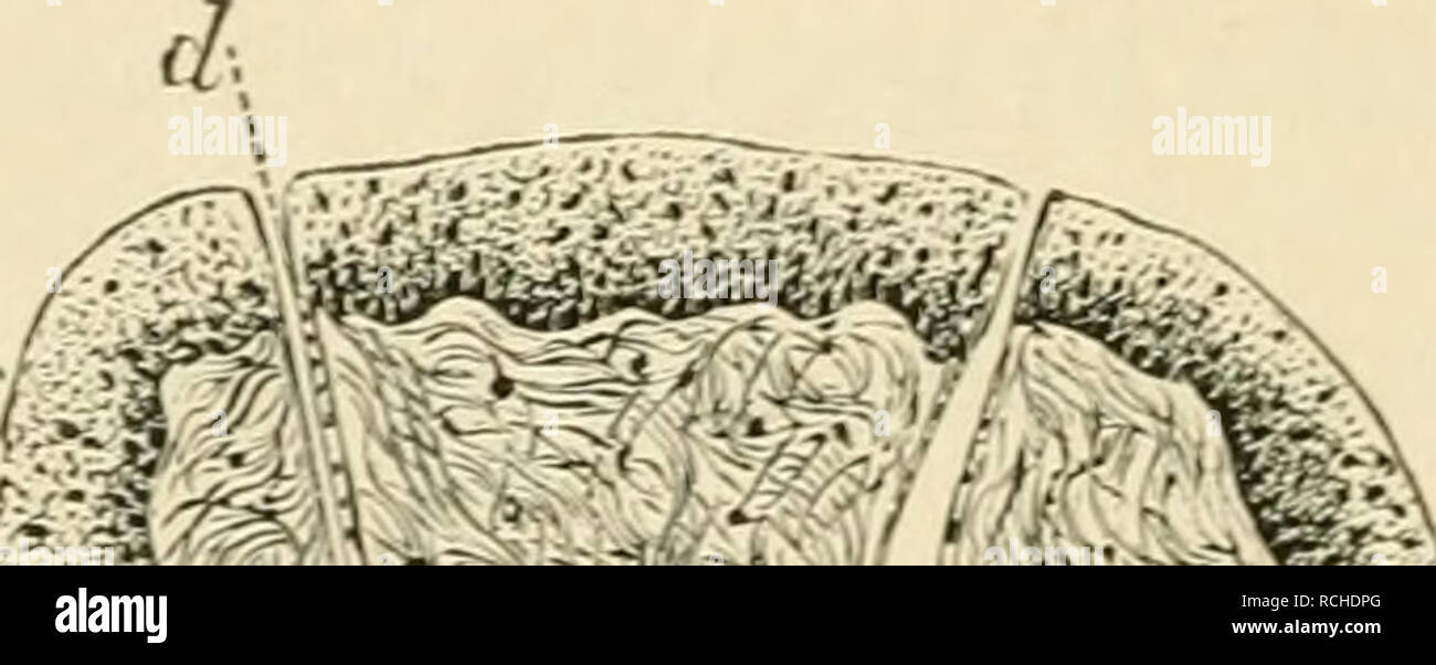 . Elemente der Histologie. Die Histologie. 3 o8 Elemente der Histologie ...