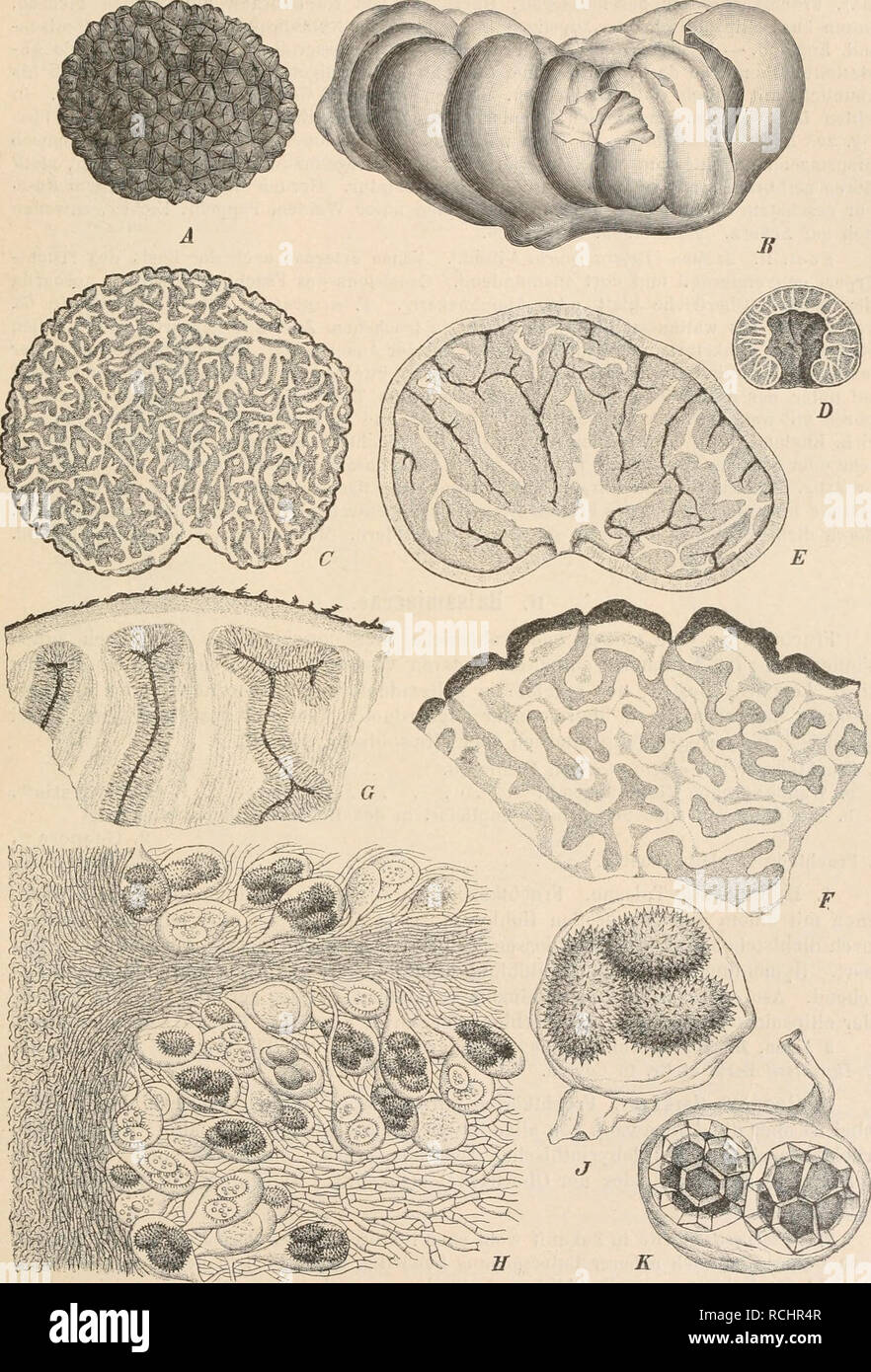 Tuber mesentericum -Fotos und -Bildmaterial in hoher Auflösung – Alamy
