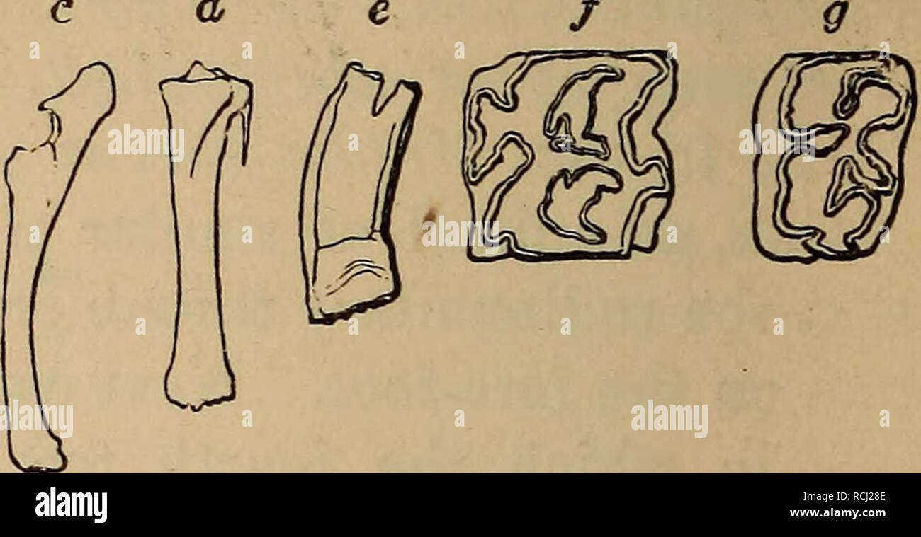 Pliohippus Stockfotos und -bilder Kaufen - Alamy