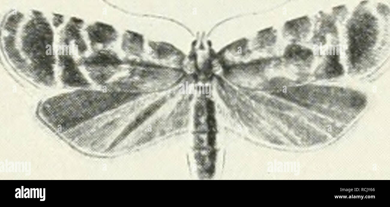 Der bo baum -Fotos und -Bildmaterial in hoher Auflösung – Alamy