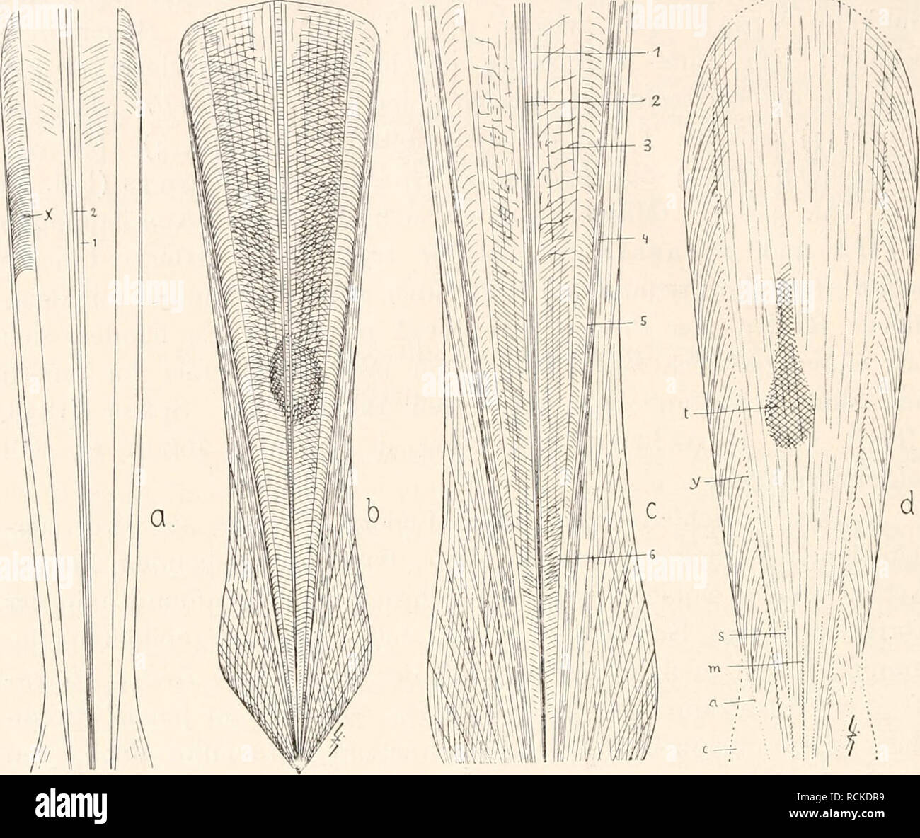 . Die fossilen Tintenfische; eine paläozoologische Monographie ...