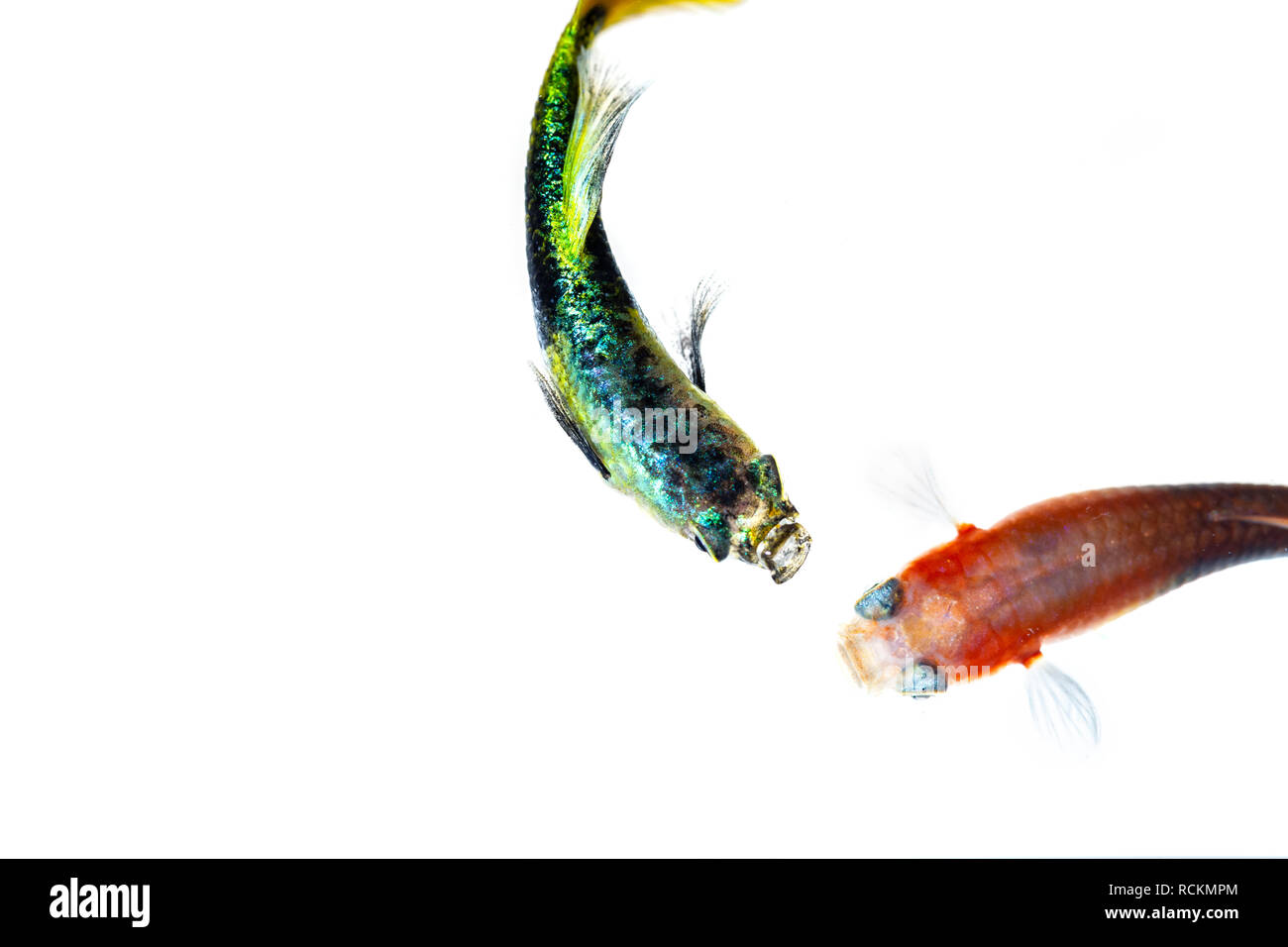 Fish guppy tropical water -Fotos und -Bildmaterial in hoher Auflösung ...