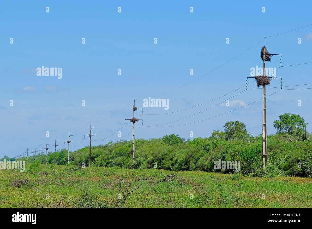 Gran Chaco Paraguay Stockfotos & Gran Chaco Paraguay Bilder - Alamy