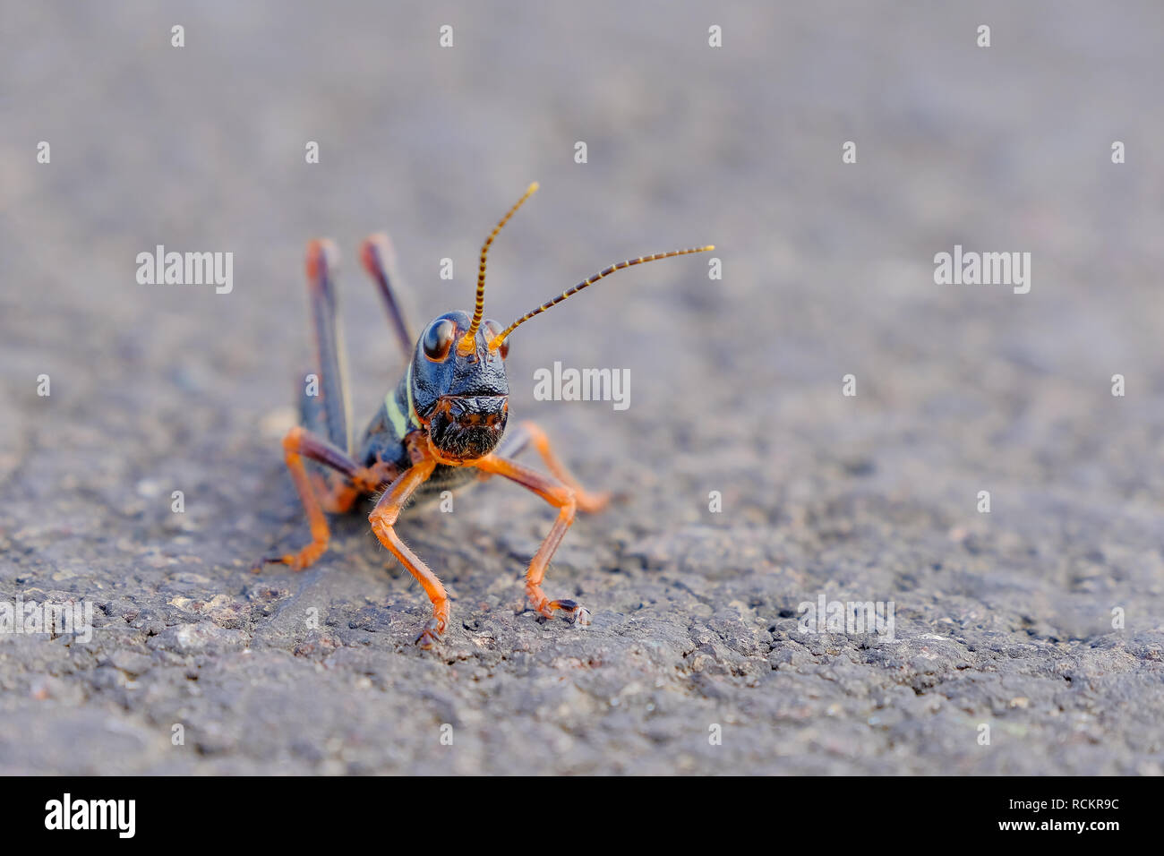 Gran chaco and wildlife -Fotos und -Bildmaterial in hoher Auflösung – Alamy