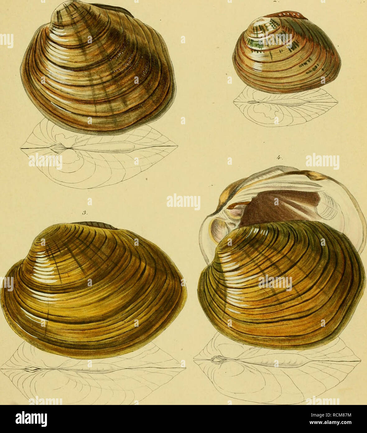 . Die flussperlmuscheln (Unio et Hyria.) in Abbildungen nach der Natur ...