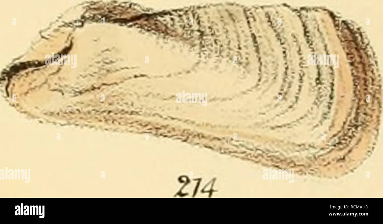 . Elemente der conchology: eine Einführung in die Naturgeschichte der ...