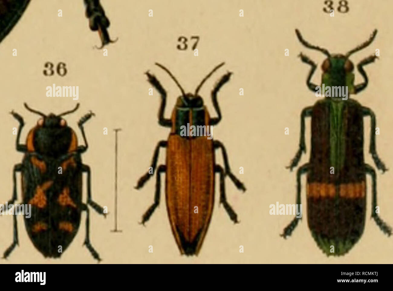 . Exotischen Käfer in Wort und Bild. Käfer. Ä Ä Ä Ü 11. 1. Sternocera ...