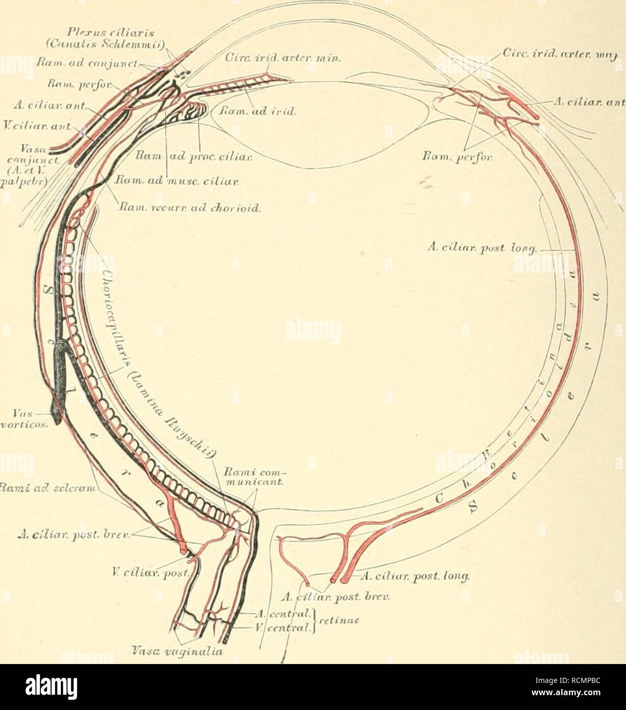 . Die beschreibenden und topographische Anatomie des Menschen. Anatomie ...