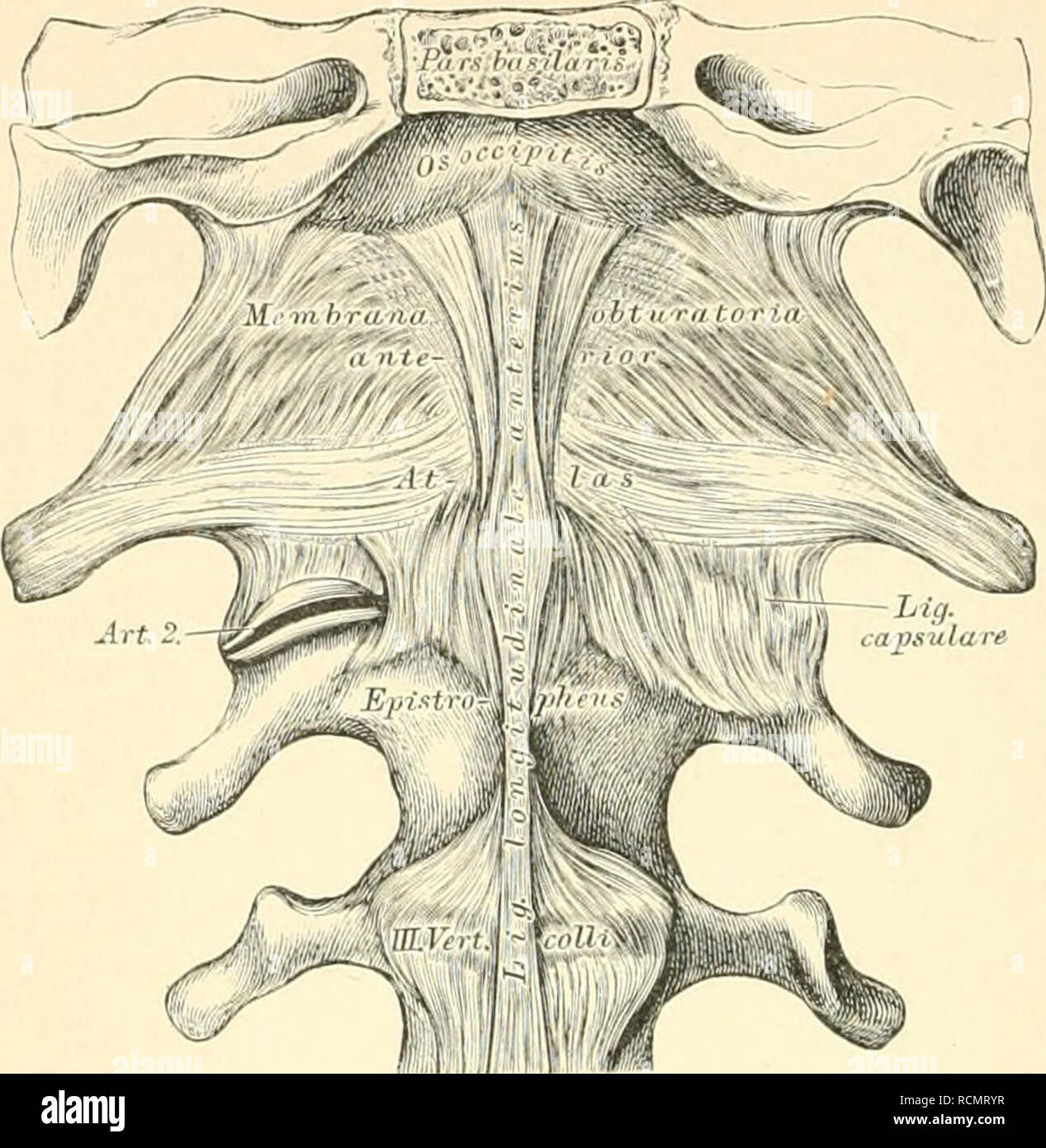 . Die beschreibenden und topographische Anatomie des Menschen. Anatomie ...