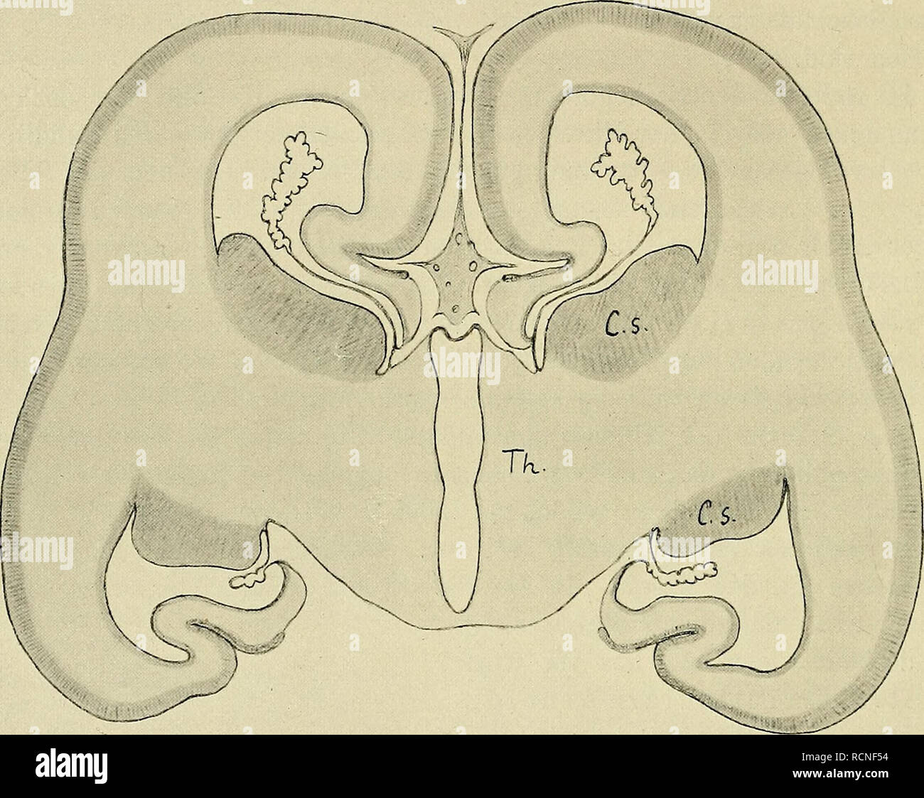 Indusium griseum -Fotos und -Bildmaterial in hoher Auflösung – Alamy