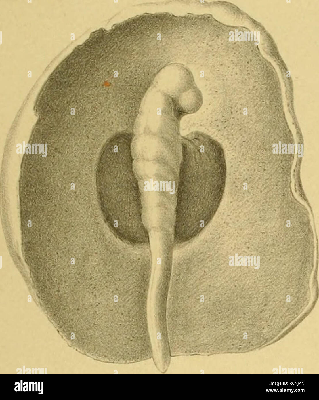 Xv 1s -Fotos und -Bildmaterial in hoher Auflösung – Alamy