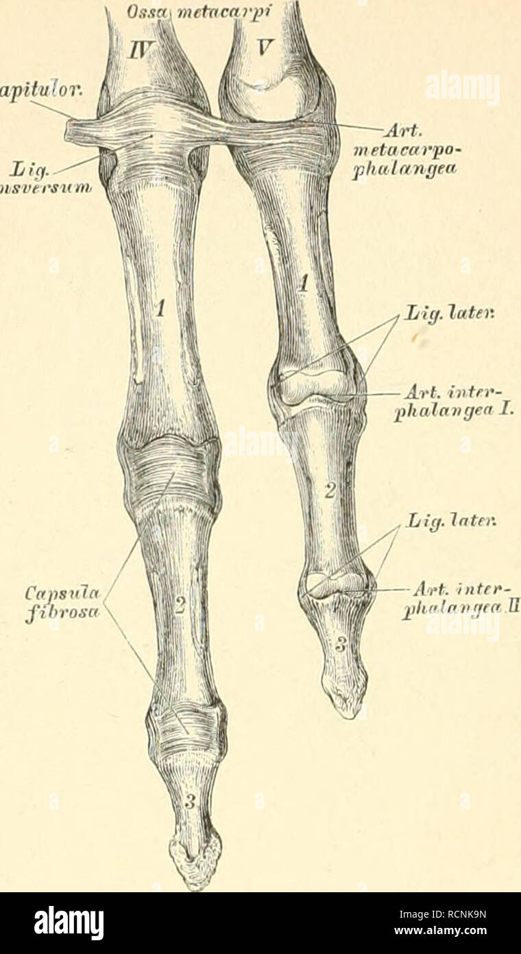 . Die beschreibenden und topographische Anatomie des Menschen. Anatomie ...