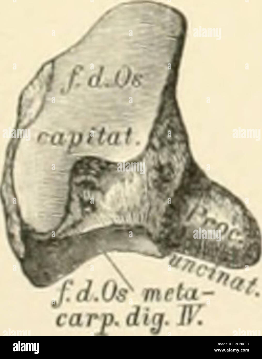 . Die beschreibenden und topographische Anatomie des Menschen. Anatomie ...