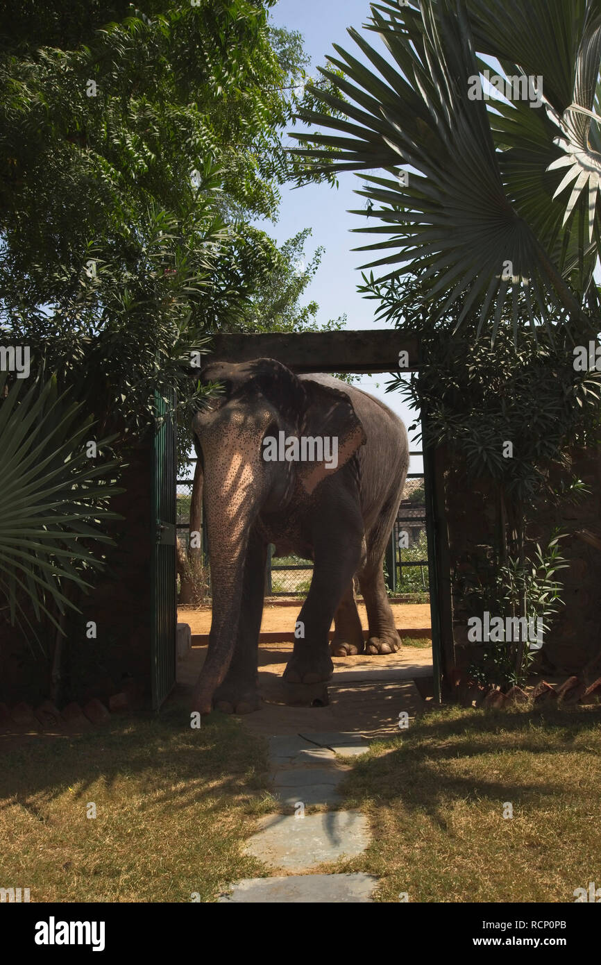 Jaipur; Red Fort; Elephant Sanctuary Stockfotografie - Alamy