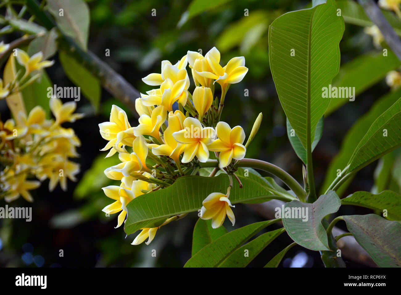 Frangipani, Rot paucipan, Rot - Jasmin, red Frangipani, gemeinsame ...