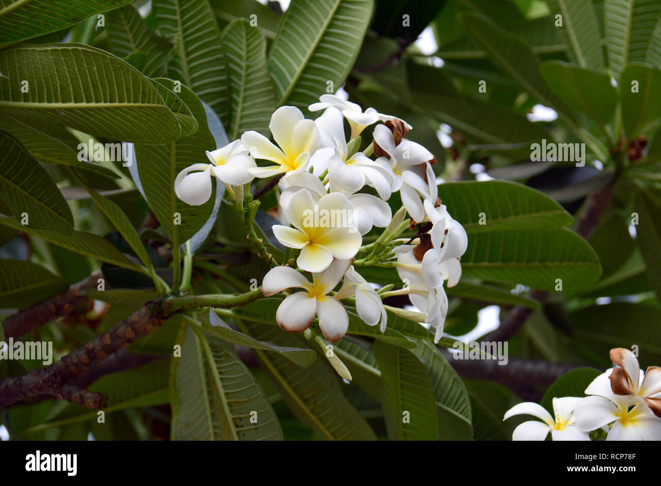 Frangipani, Rot paucipan, Rot - Jasmin, red Frangipani, gemeinsame ...