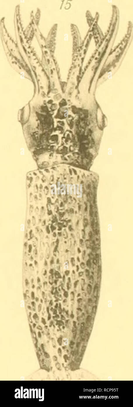 . Die Cephalopoden der Plankton-Expedition: Zugleich eine ...