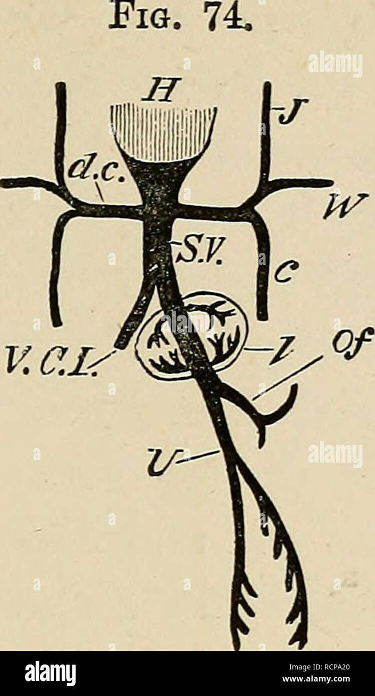 . Die Elemente der Embryologie. Embryologie; Embryologie. Vii.] Die ...