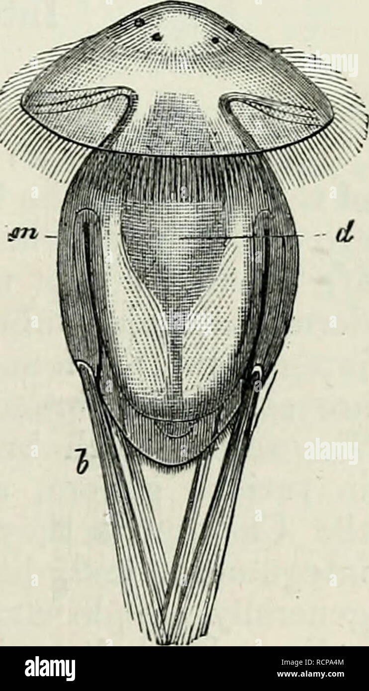 Lingula anatina -Fotos und -Bildmaterial in hoher Auflösung – Alamy