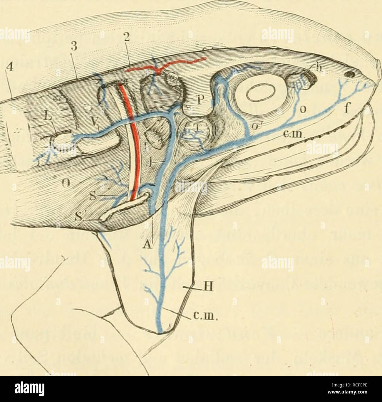 Musculus subscapularis -Fotos und -Bildmaterial in hoher Auflösung – Alamy