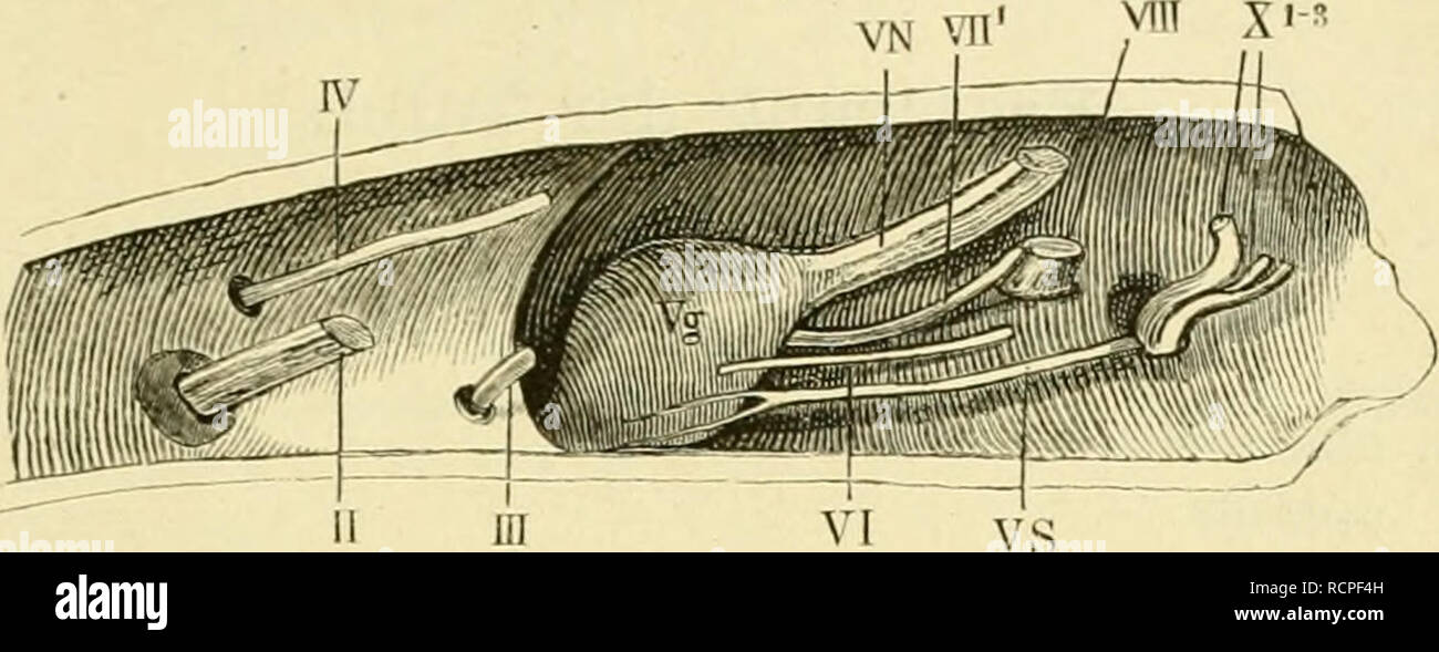 N oculomotorius -Fotos und -Bildmaterial in hoher Auflösung – Alamy