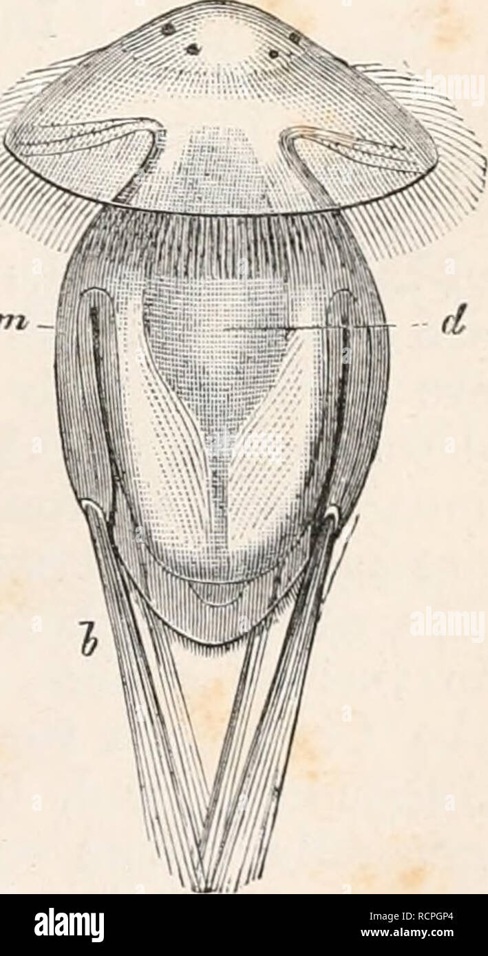 Lingula anatina -Fotos und -Bildmaterial in hoher Auflösung – Alamy