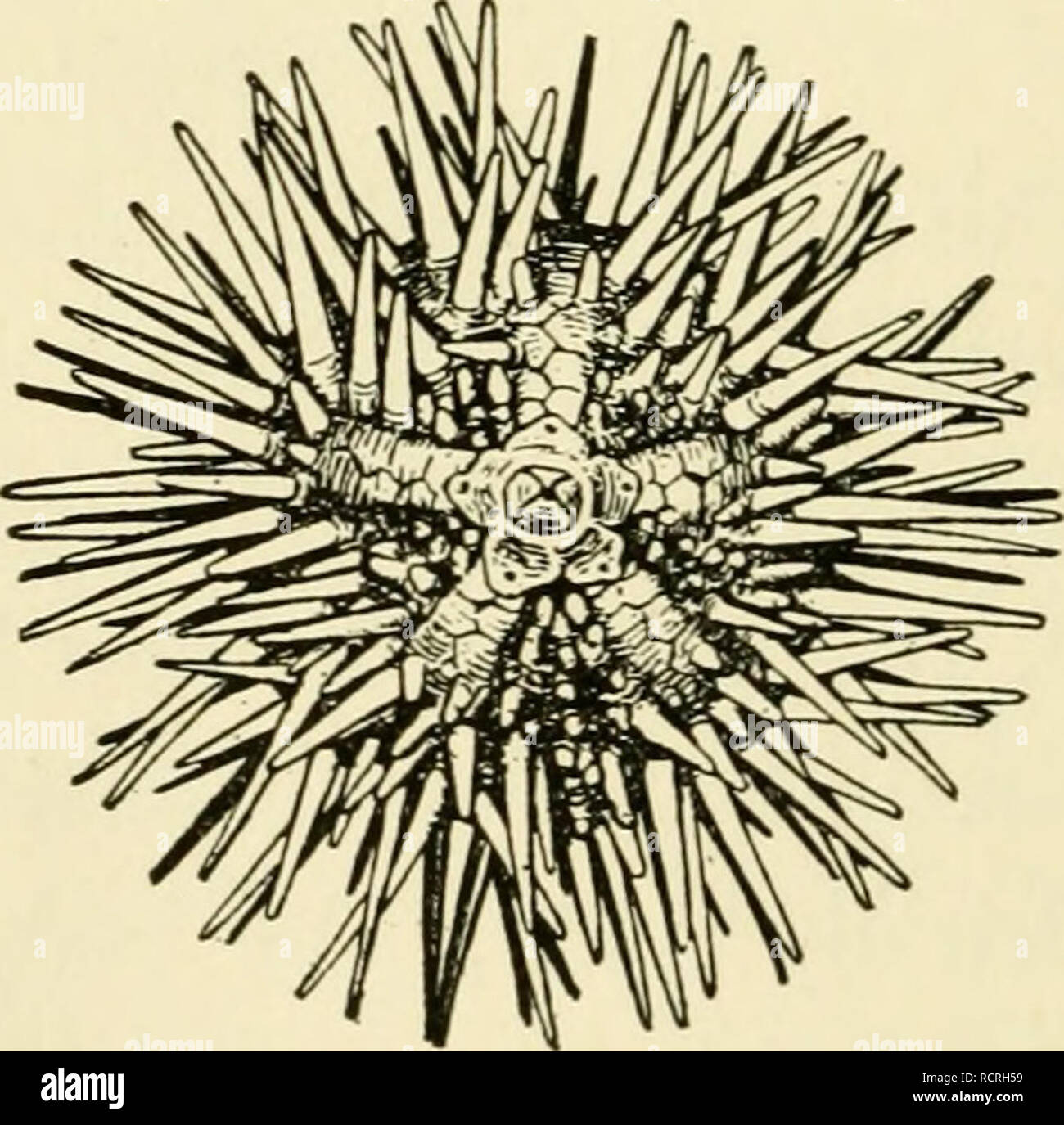 . Elemente der Biologie, insbesondere in Bezug auf ihre Rolle im Leben ...